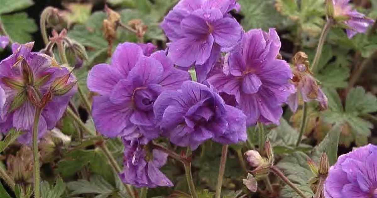Geranium himalayense 'Plenum' (Birch Double)