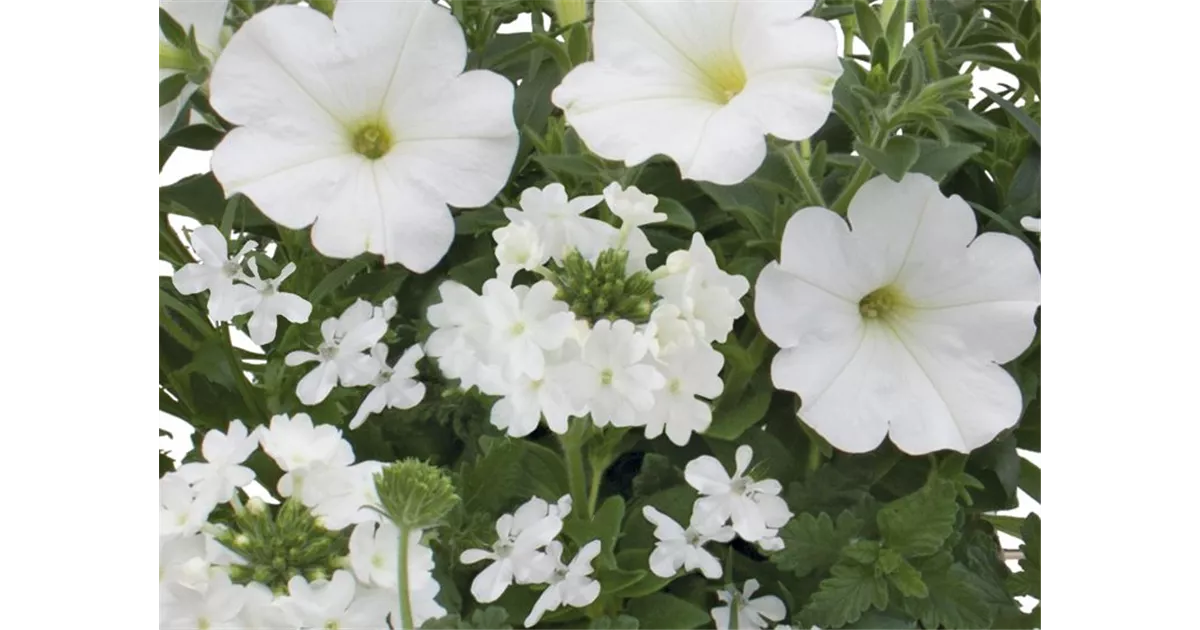 Trixi® Interspecific 'White Pearl'