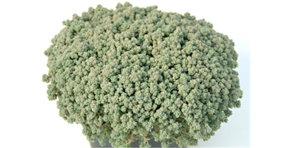 Sedum dasyphyllum 'Silver Roses'