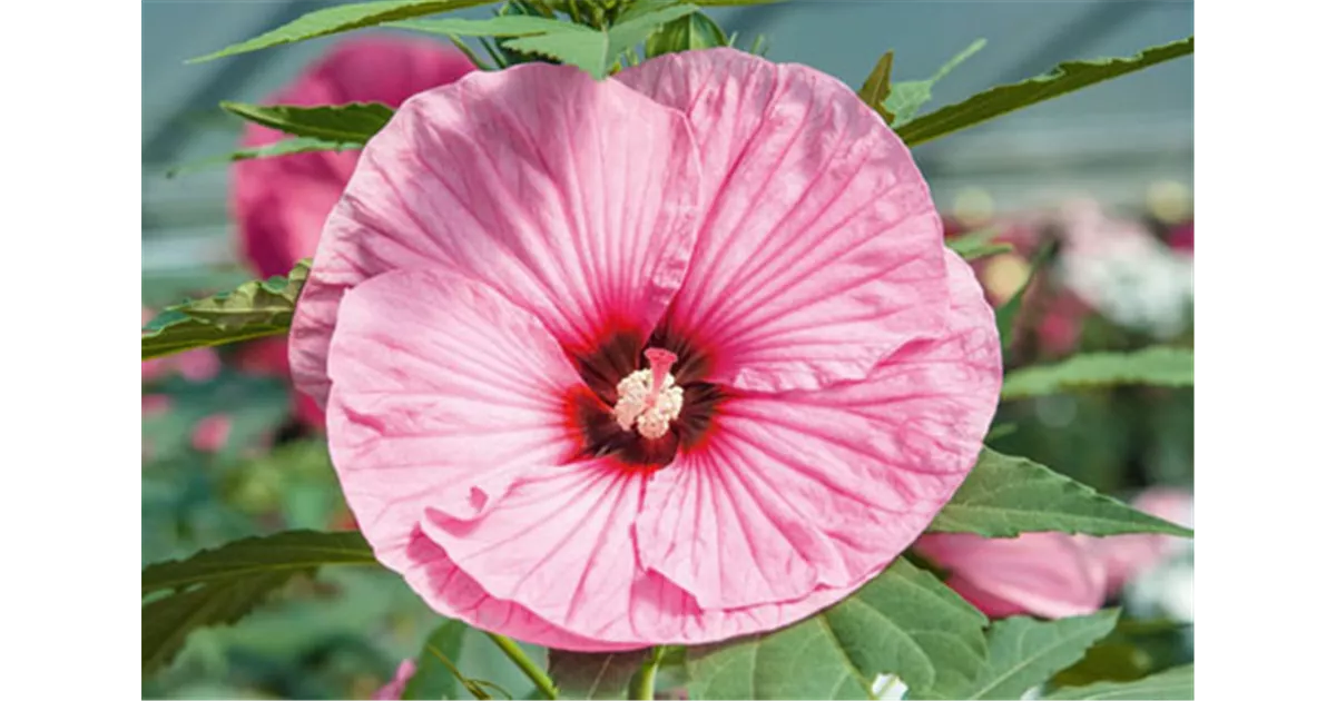 Hibiscus moscheutos 'Candy Crush'