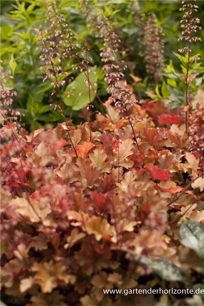 Heuchera villosa Marmalade R