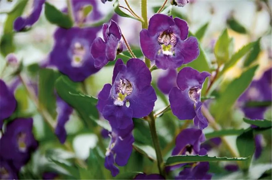 Angelonia Angustifolia Angelface Blue